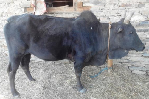Thirteen New Breeds of Indigenous Farm Animals and One Line of Chicken ...