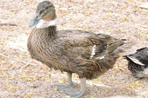 Thirteen New Breeds of Indigenous Farm Animals and One Line of Chicken ...