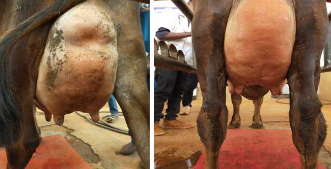 Udder Edema in Dairy Cows – epashupalan