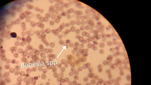 Diagnosis and Therapeutic Management of Babesiosis in Cattle – epashupalan