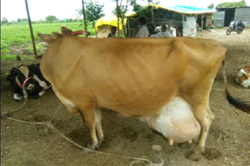 Udder Edema in advance Pregnant Jersey Cow – epashupalan