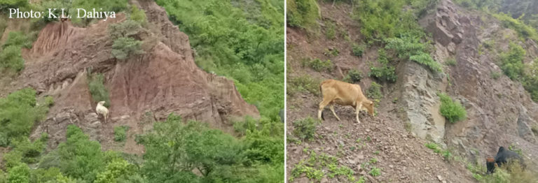 Morni Hills Cattle: The Smallest Cattle of Haryana – epashupalan