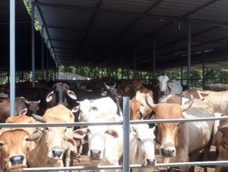 epashupalan – livestock for prosperity