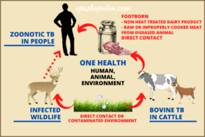 Tuberculosis: A Curse both for Humans and Animals – epashupalan