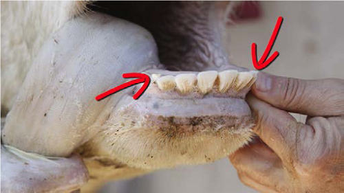 Age Estimation in Domestic Animals – epashupalan